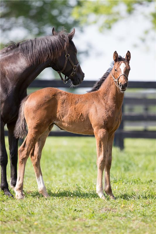 Gun Runner - Three Chimneys Farm