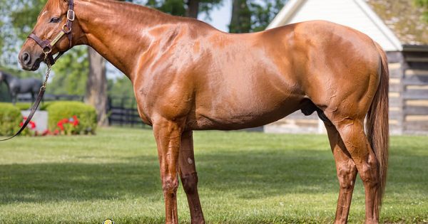 Gun Runner first-timer rallies late to earn TDN ‘Rising Star’ - Three ...