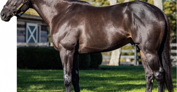 Latest Sharp Azteca winner closes from far off the pace - Three ...