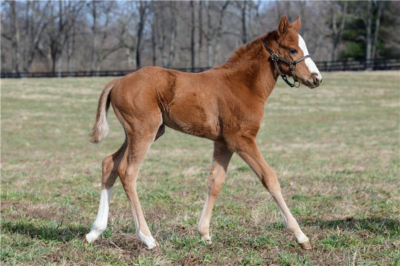 Gun Runner - Three Chimneys Farm
