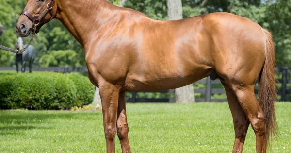 Gun Runner duo of Sierra Leone and Society named Eclipse Award ...