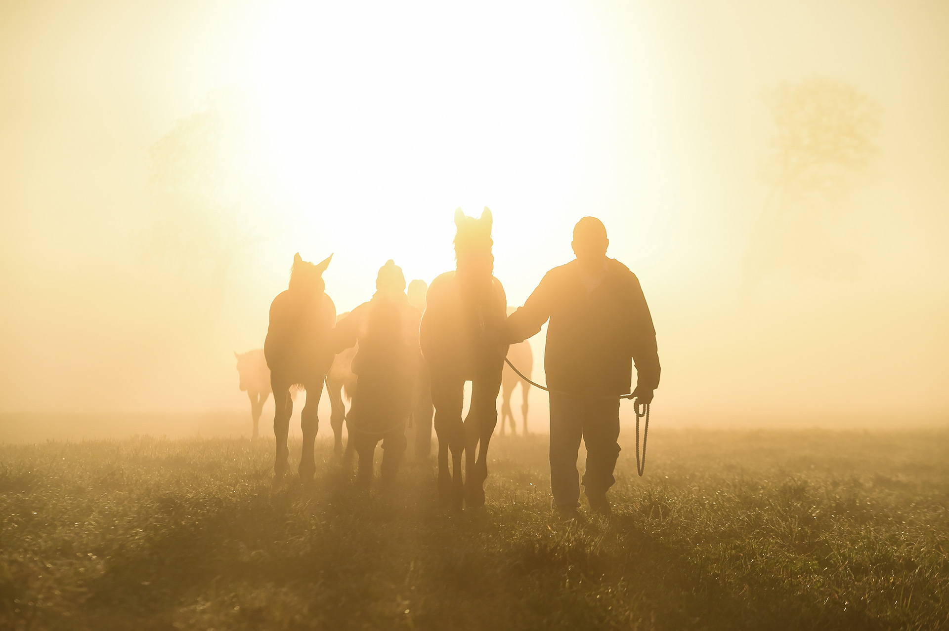 Excellence in Everything We Do - Three Chimneys Farm