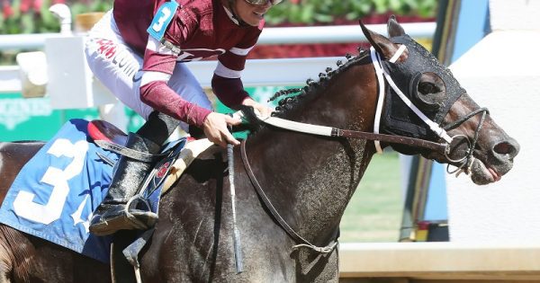 Gunite the second stakes winner in two days for Gun Runner - Three ...