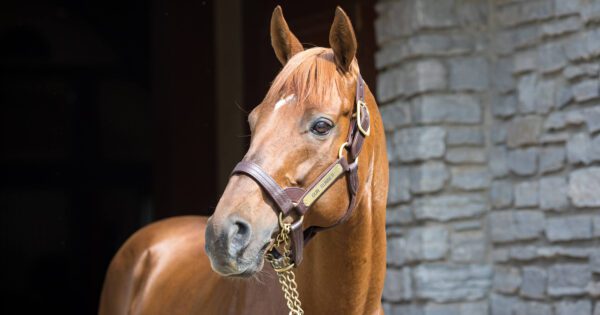 Gun Runner colt sells for $1.8 million JHRA Select Sale - Three ...