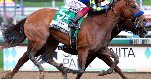 Newgate Joins Three Chimneys Stallion Roster for 2025 - Three Chimneys Farm